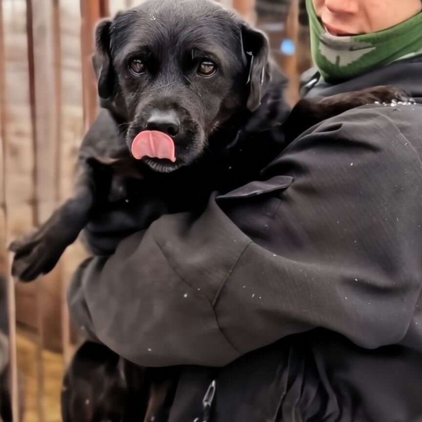 Взрослая собака в добрые руки