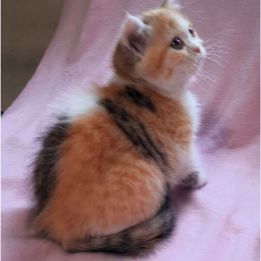 Трехцветная кошечка