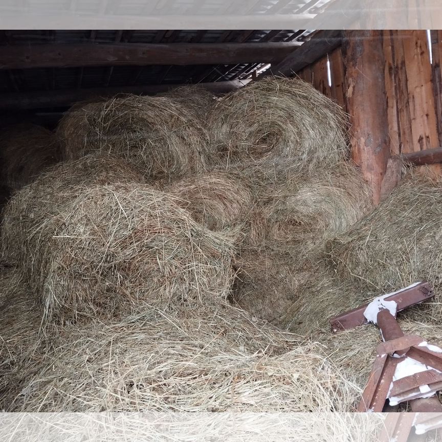 Продам сено в рулонах