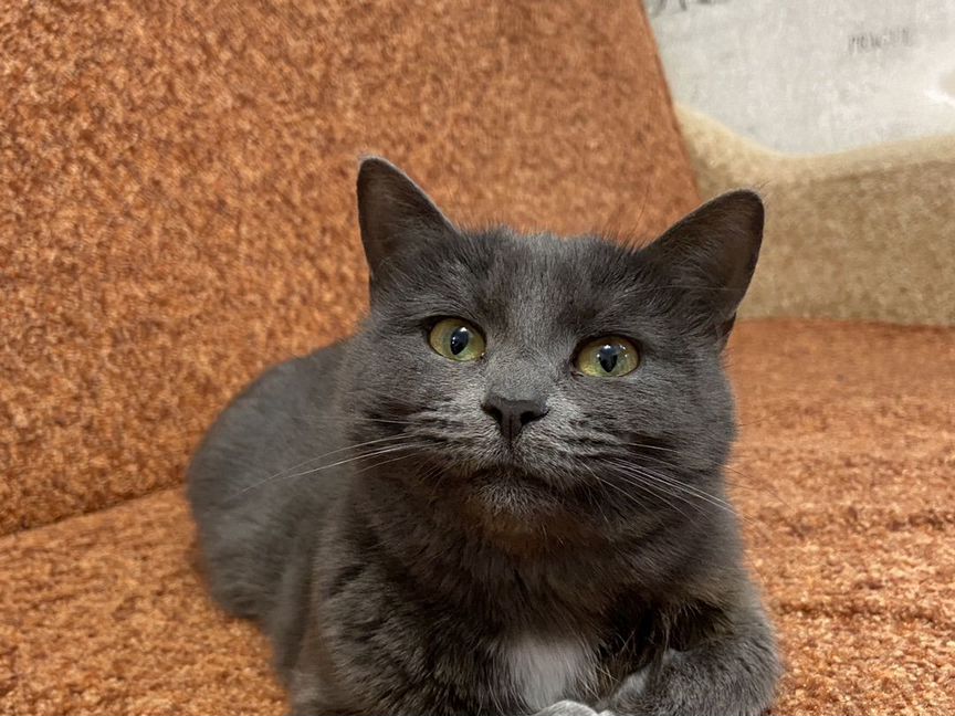 Кошки в добрые руки