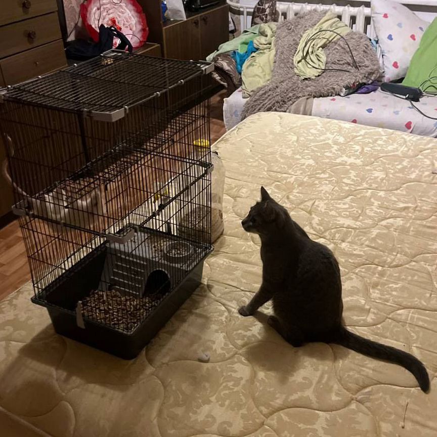 Потерялась кошка