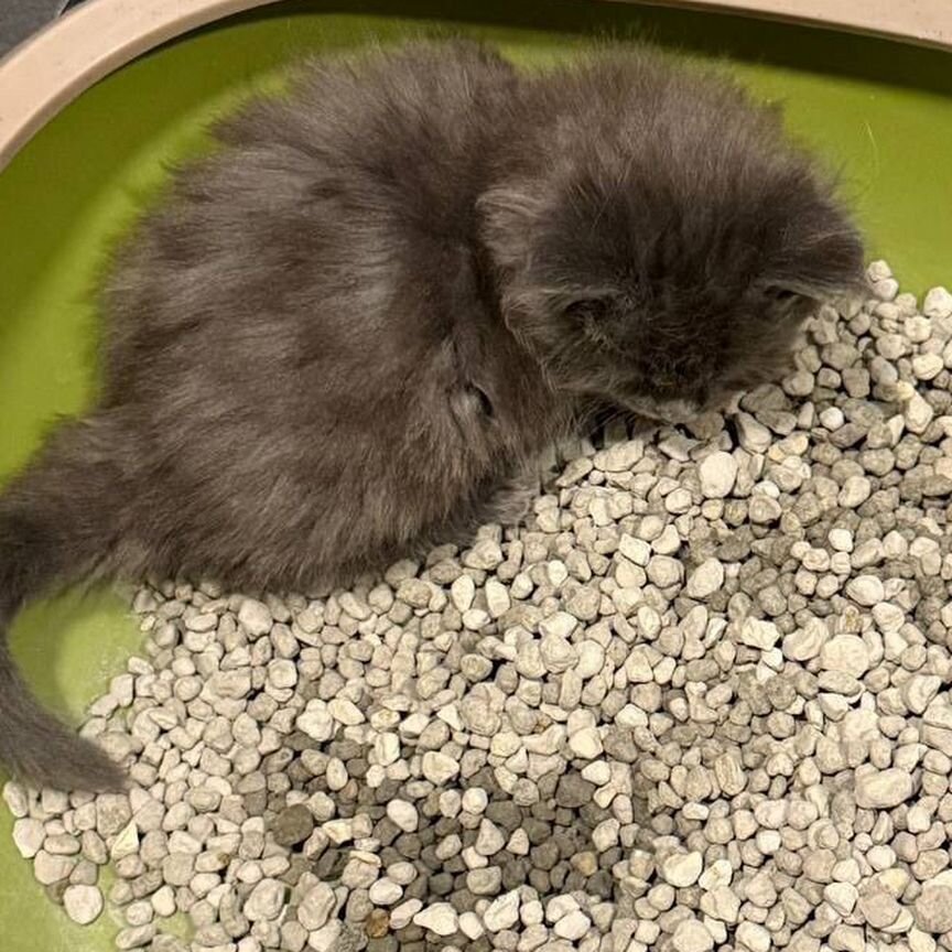 Мейн-кун котёнок