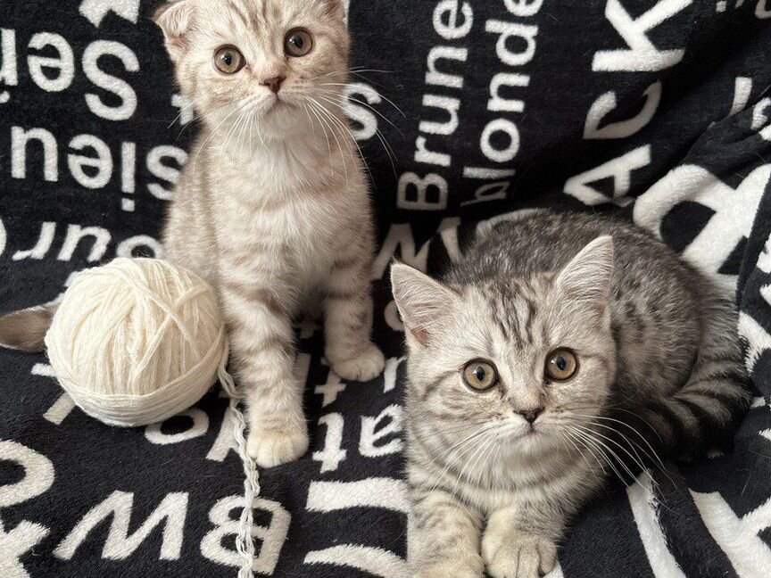 Шотландские вислоухие котята