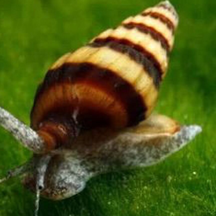 Улитка хелена