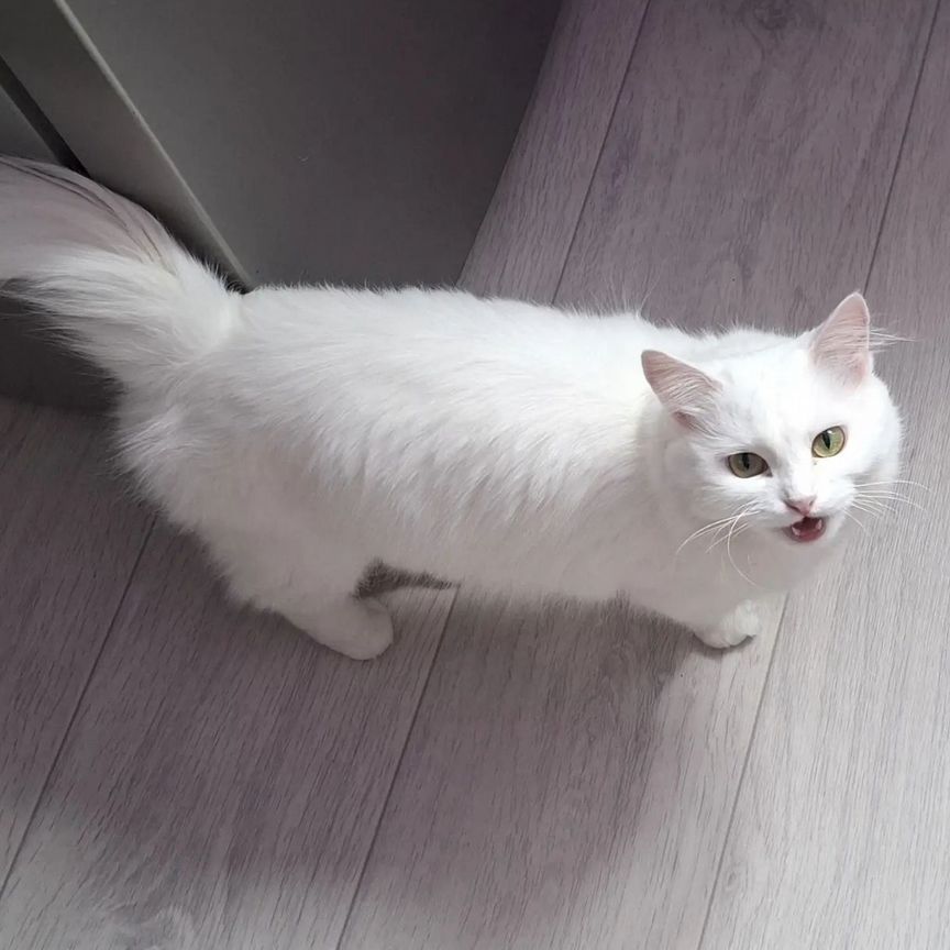 Взрослая, кошка в добрые руки