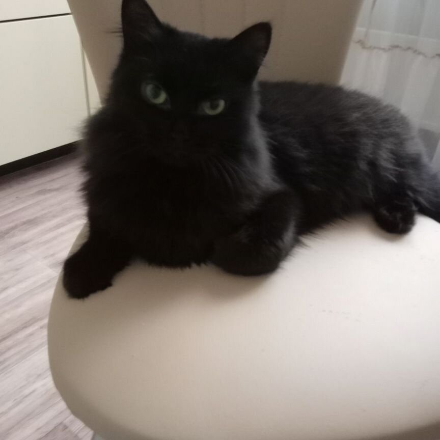 Взрослая кошка в добрые руки