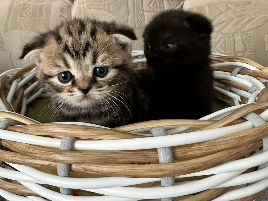 Шотландская вислоухая