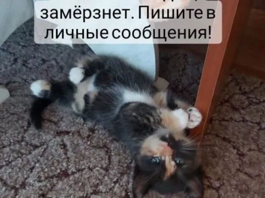 Кошечка крошка ищет семью