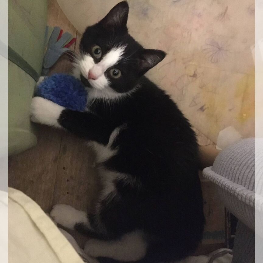 Котёнок в добрые руки