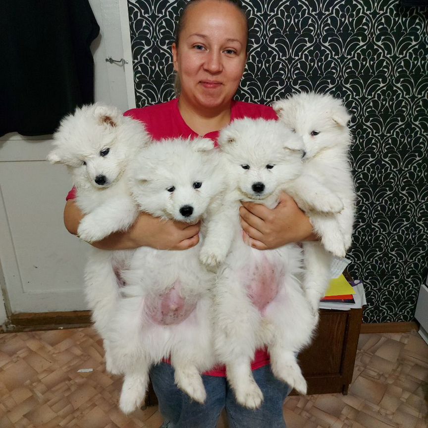 Щенки самоеда