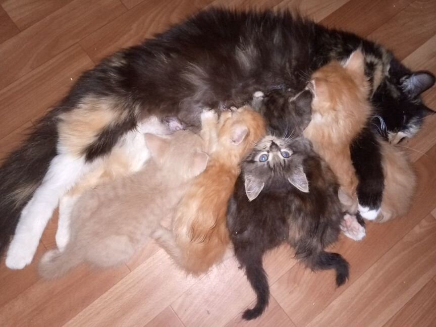 Котята в добрые руки