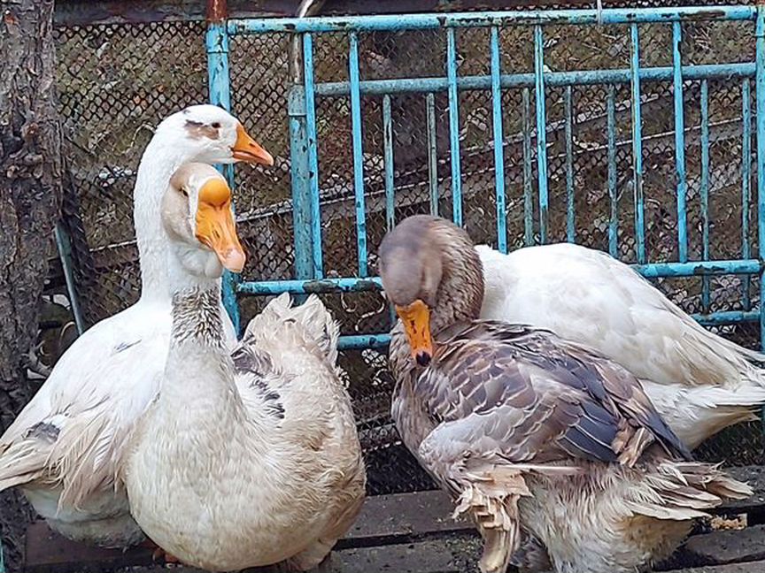 Продам гусей