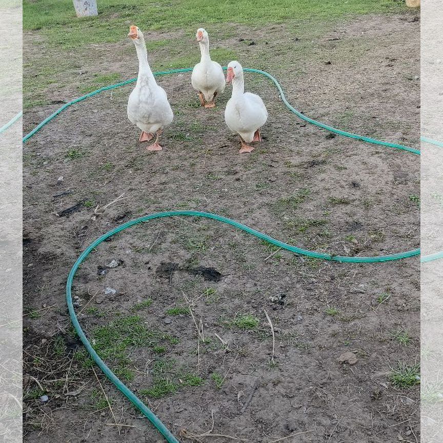Продам гусей