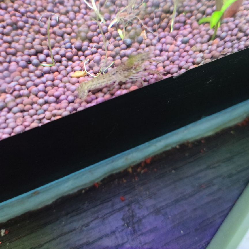 Рачки аквариумные