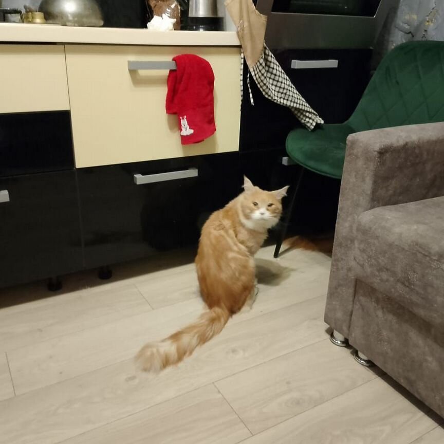 Отдам кота Мэйкун