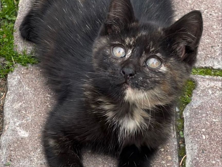 Котёнок, маленькая принцесска, малышка ищет семью