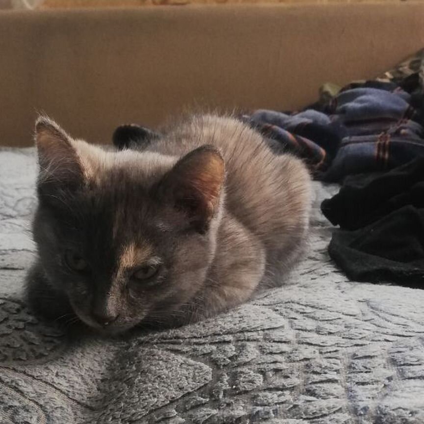 Котёнок в добрые руки