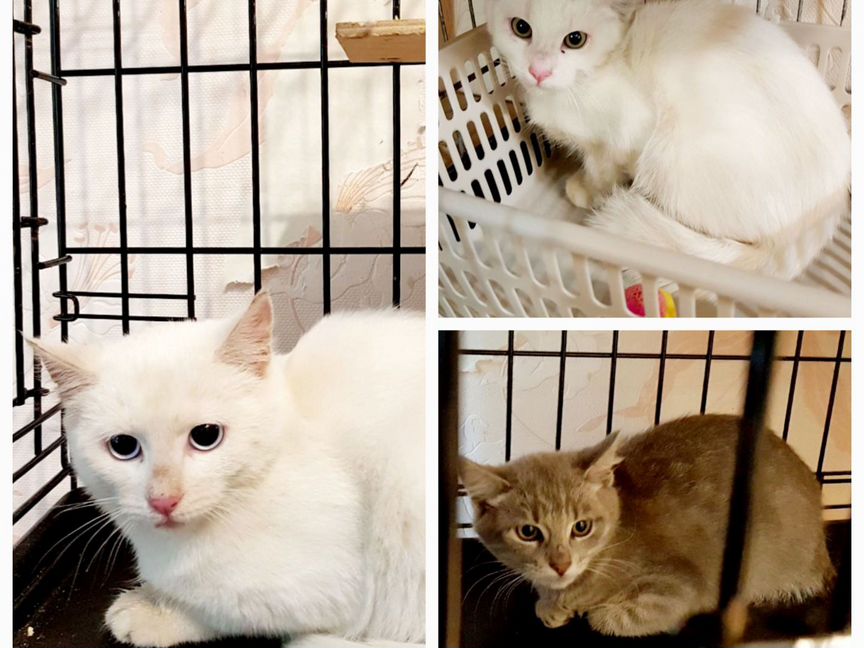 Котята из мини-приюта