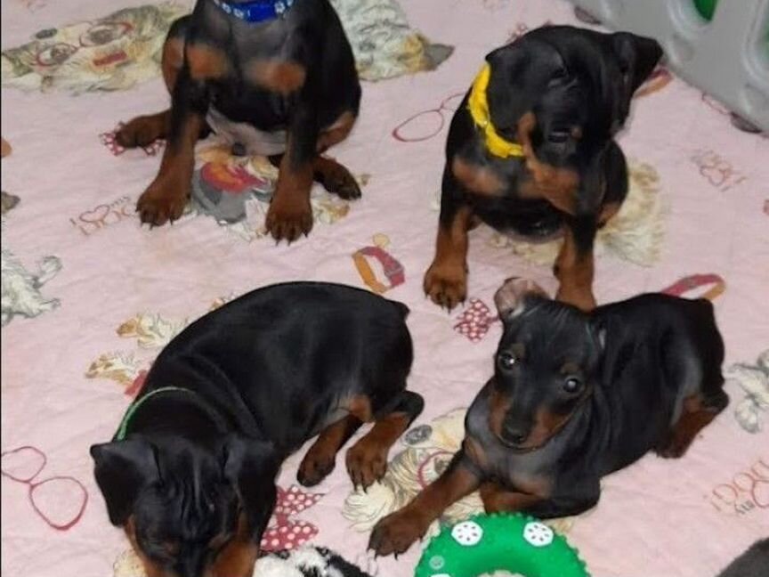 Девчёнки и мальчик