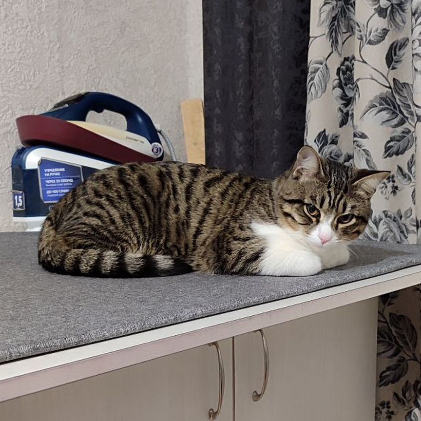 Кот самый любимый и хороший