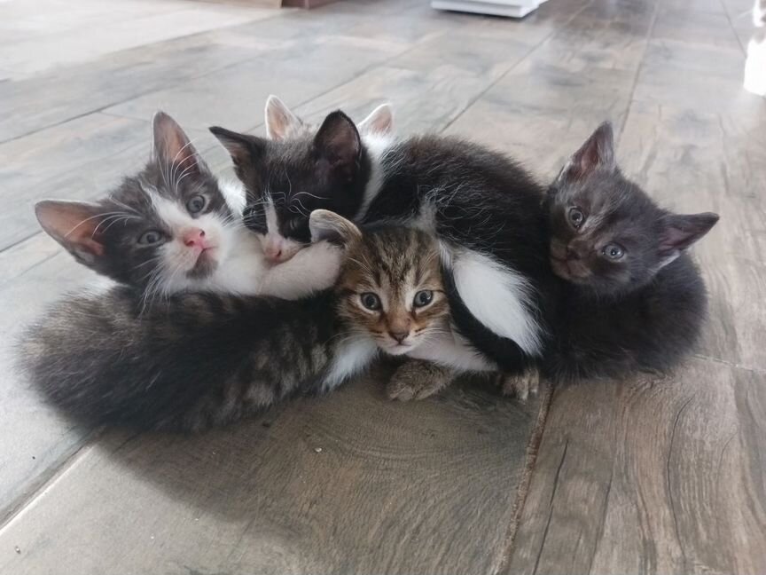Котята в добрые руки
