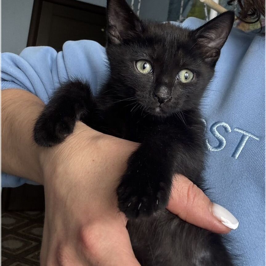 Бомбейский котёнок