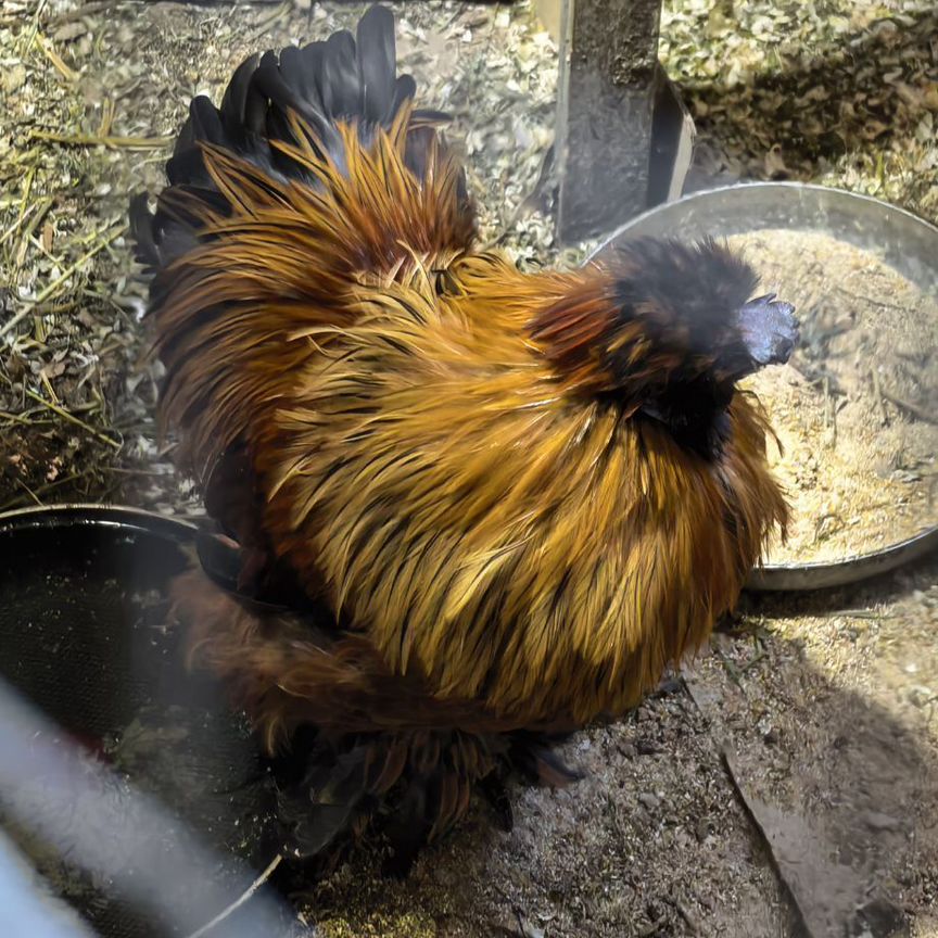 Китайская шелковая курица