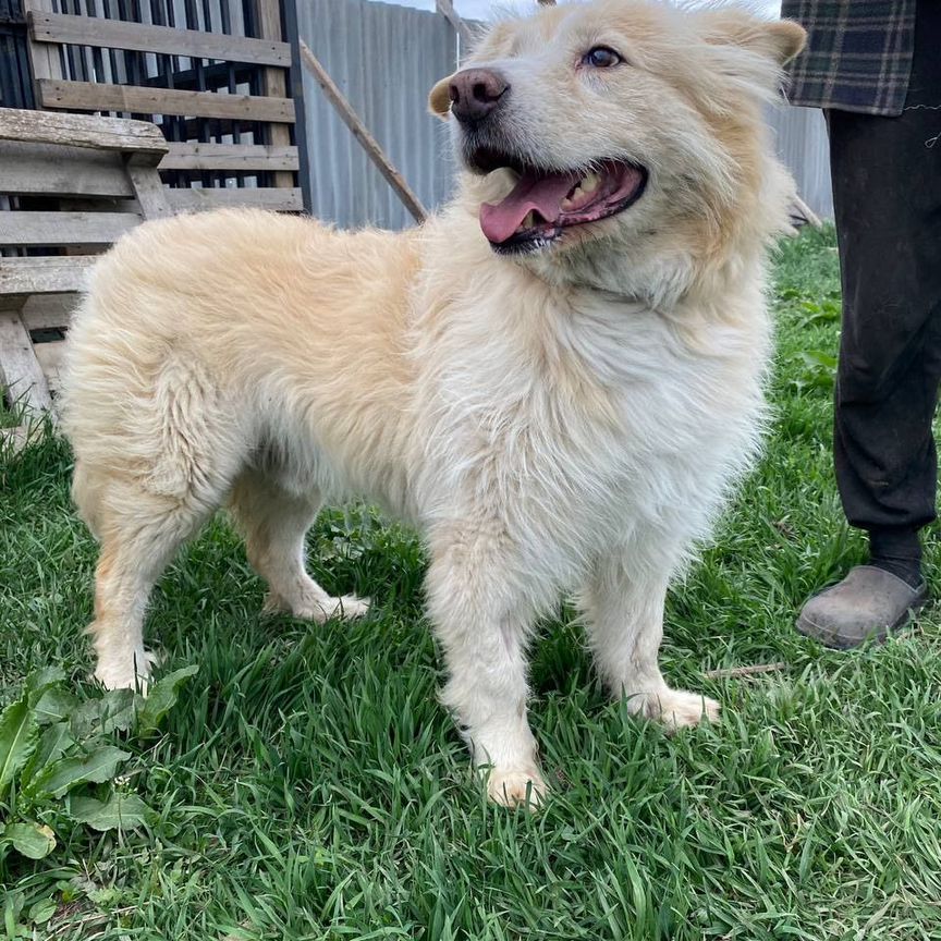 В добрые руки