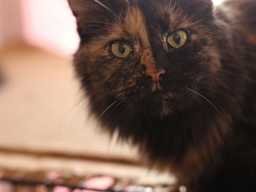 Вивьен хочет домой