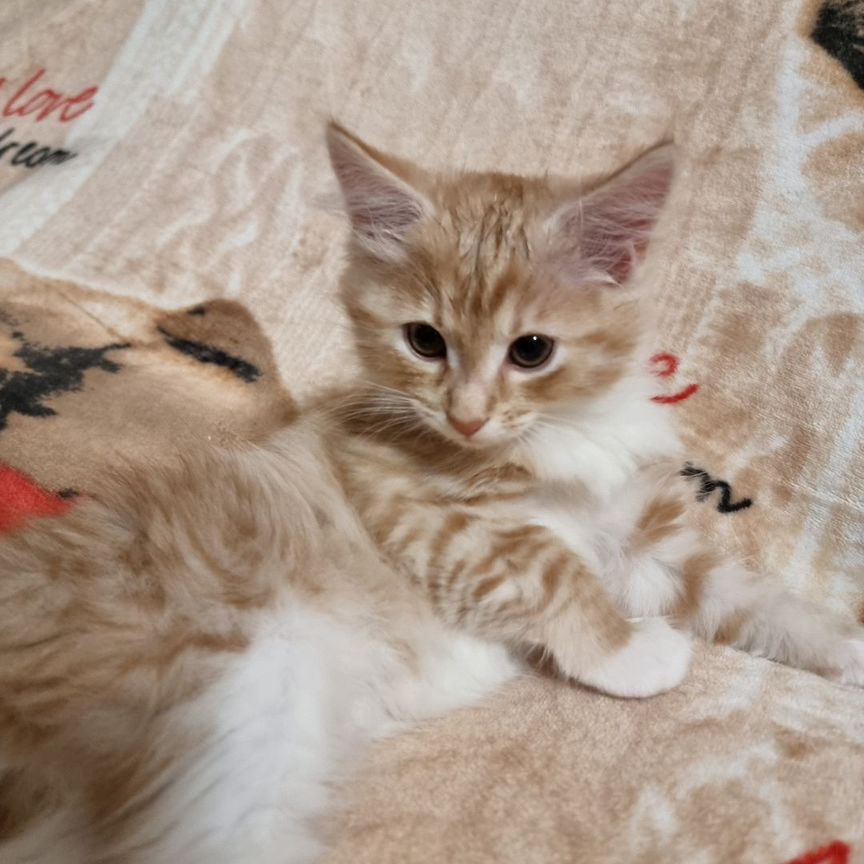 Котята в добрые руки бесплатно