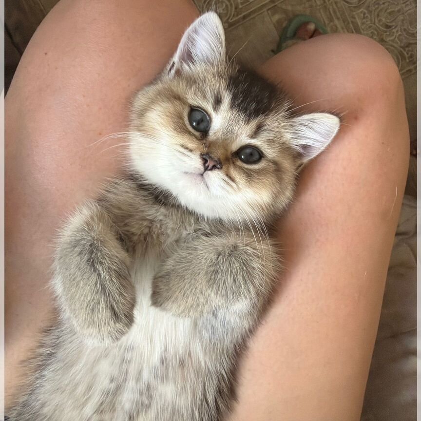 Шотландский прямоухий короткошёрстный котёнок