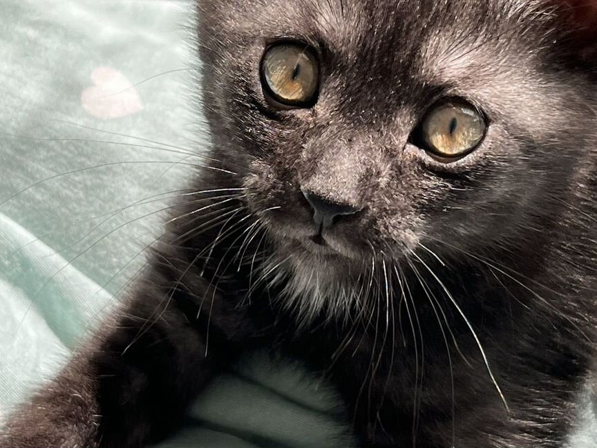 Кошка в дар