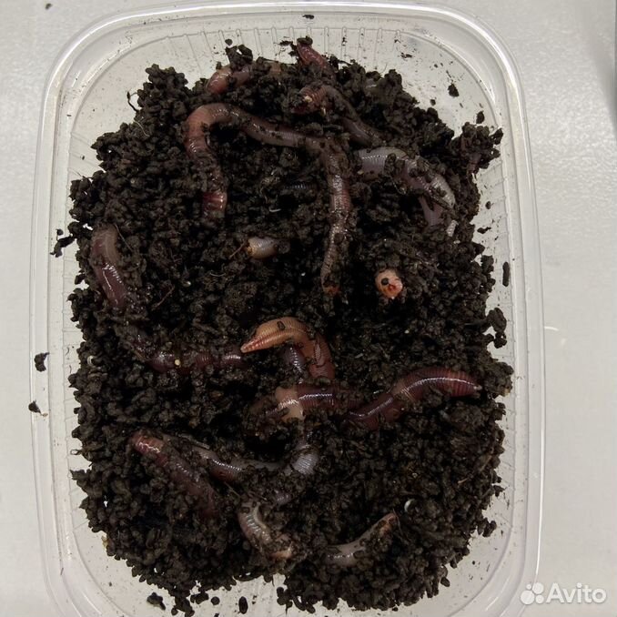 Червь дендробена