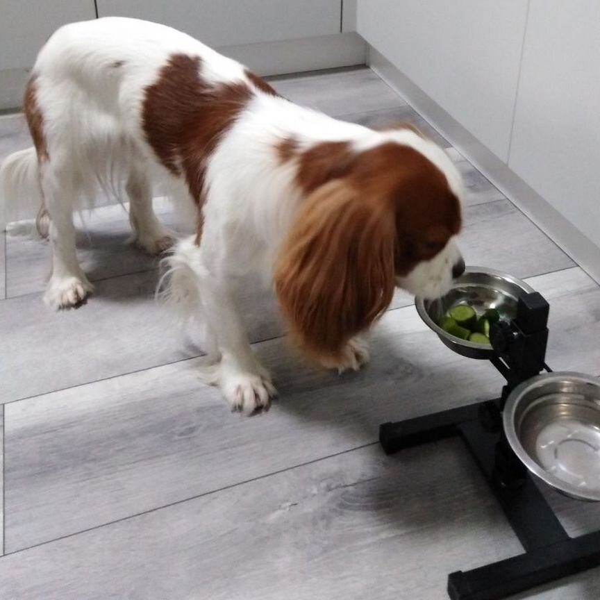 Кинг чарльз спаниель