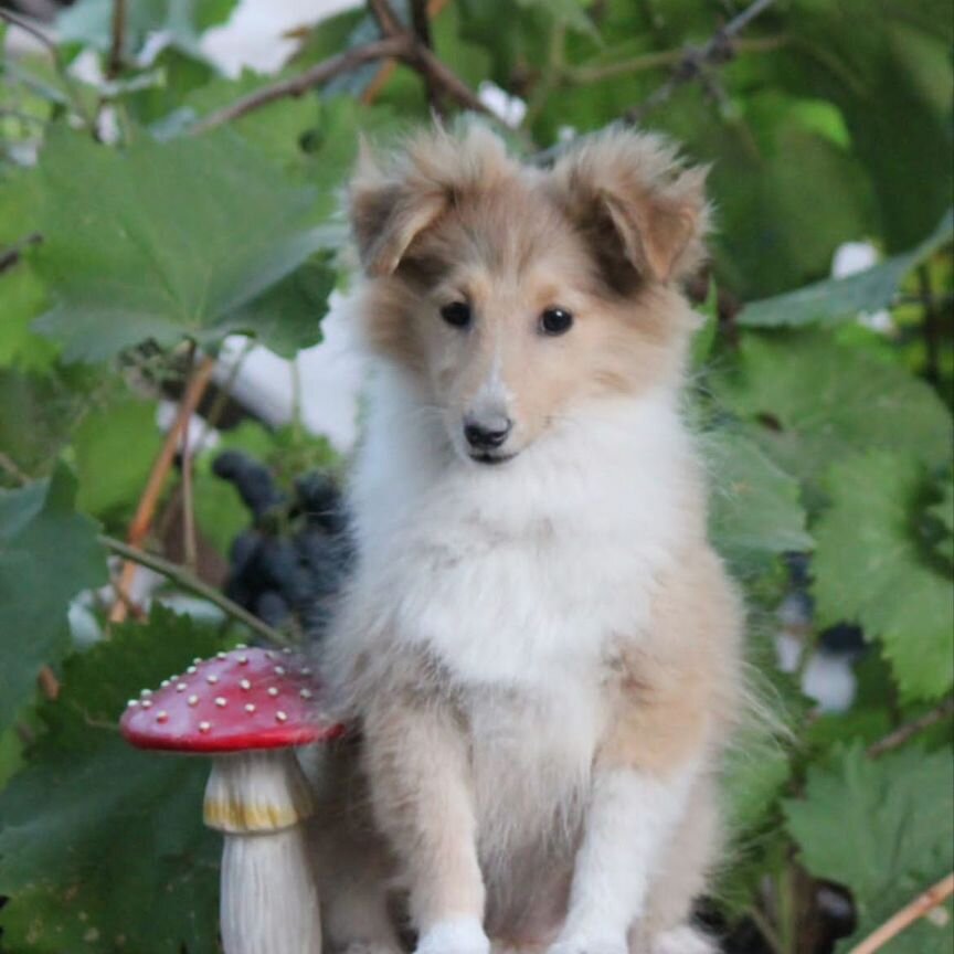 Щенки шелти