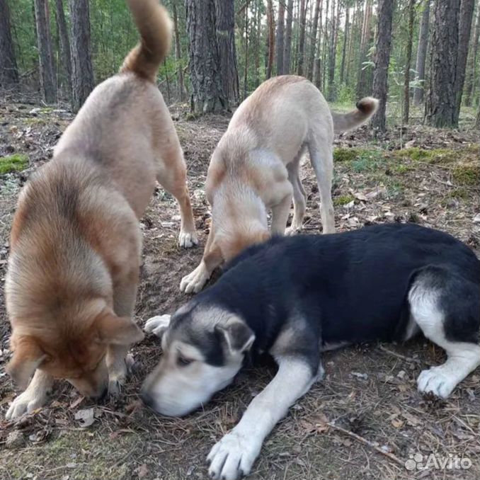 Щенки ищут дом. Ласковые