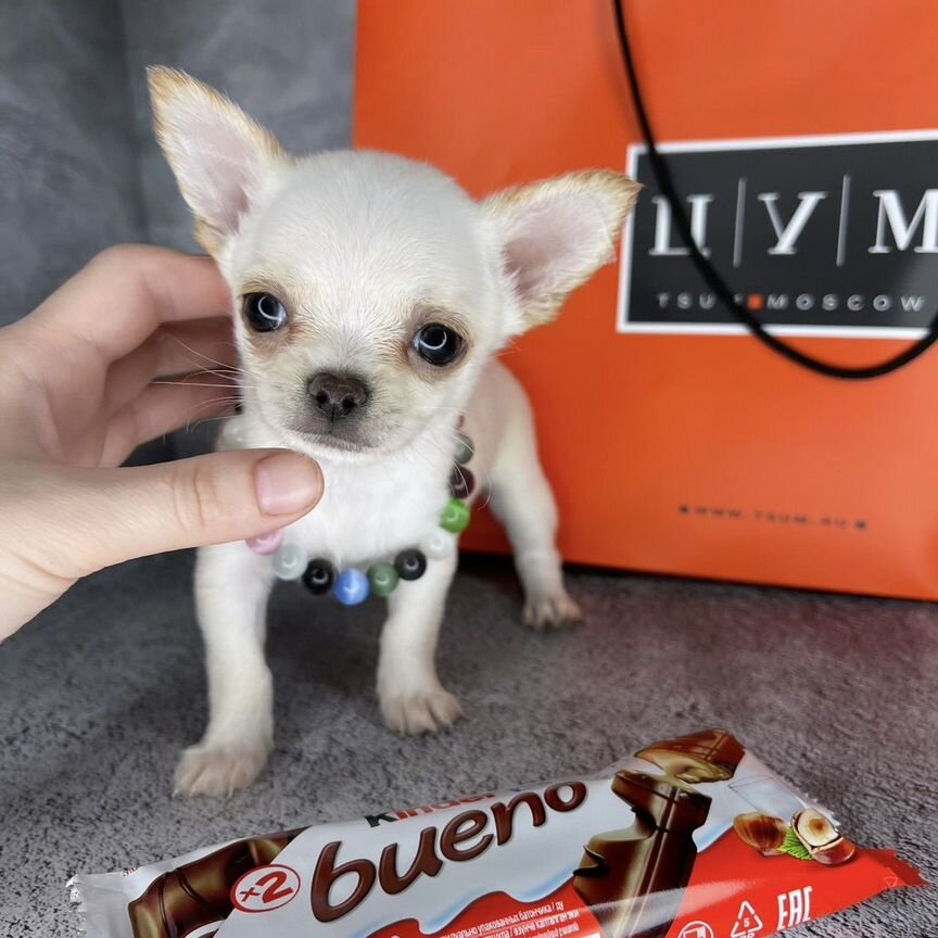 Super mini малыш чихуахуа