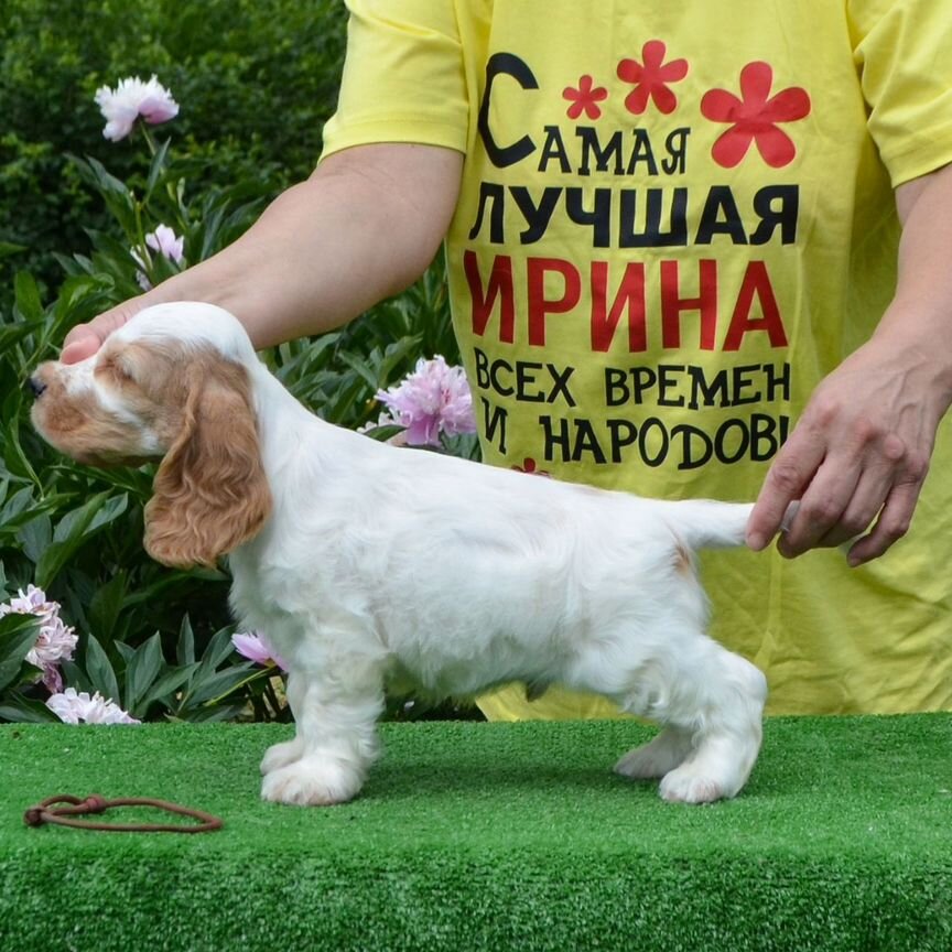 Английский кокер-спаниель, щенок