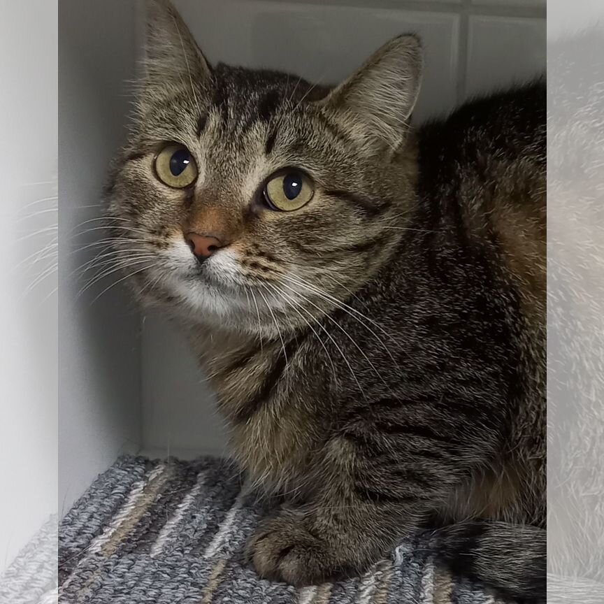 Европейская короткошёрстная кошка, взрослая