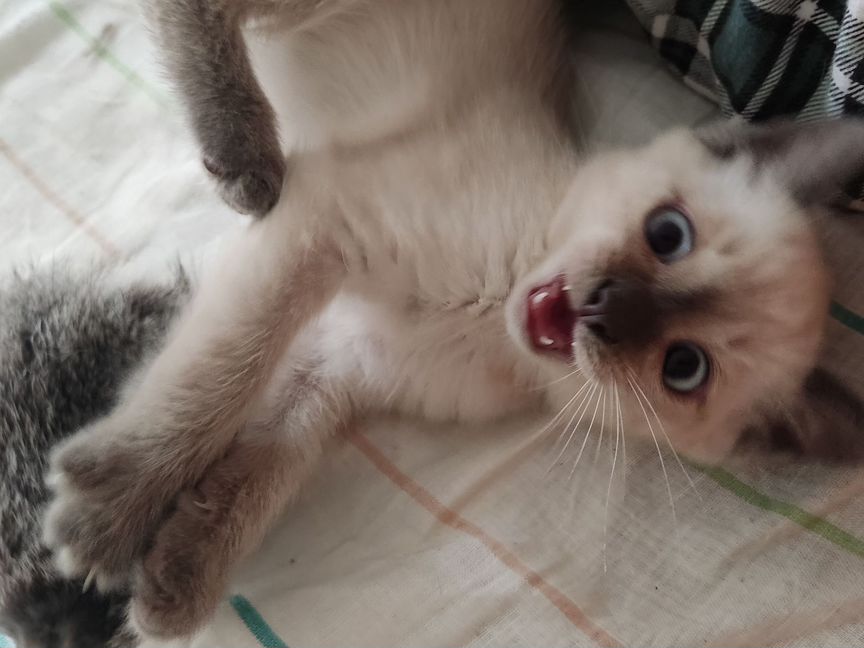 Котëнок в добрые руки