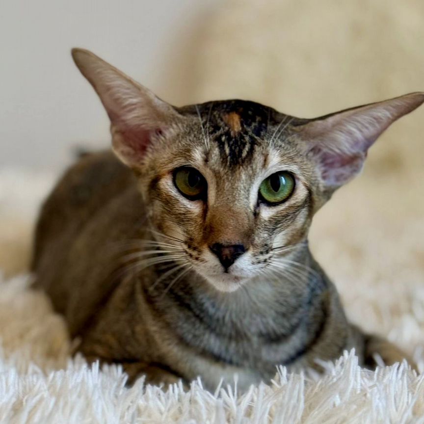 Ориентальная, взрослая кошка