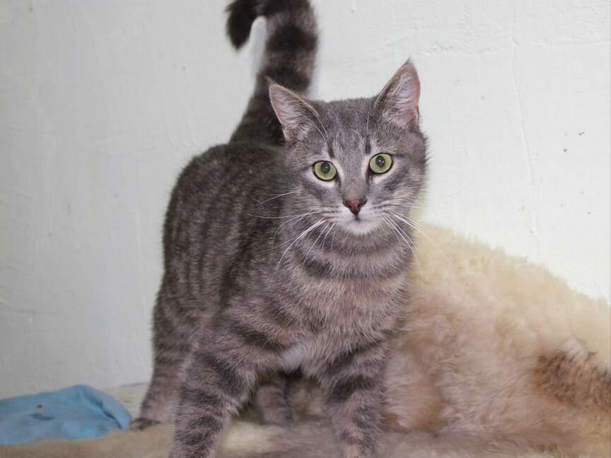 Котик Гарик ищет добрые ручки