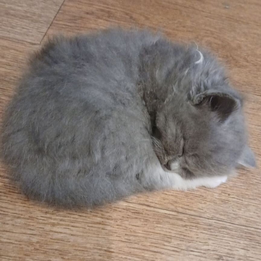 Котята