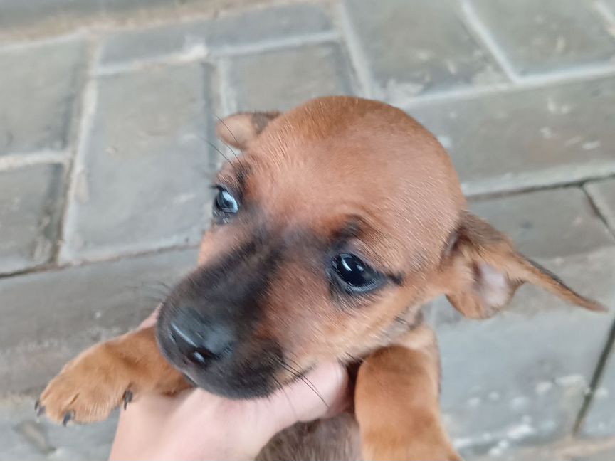 Маленькая собака