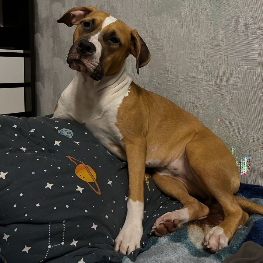 Американский стаффордширский терьер, щенок