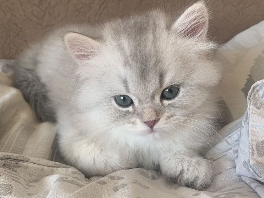 Шатланский котик