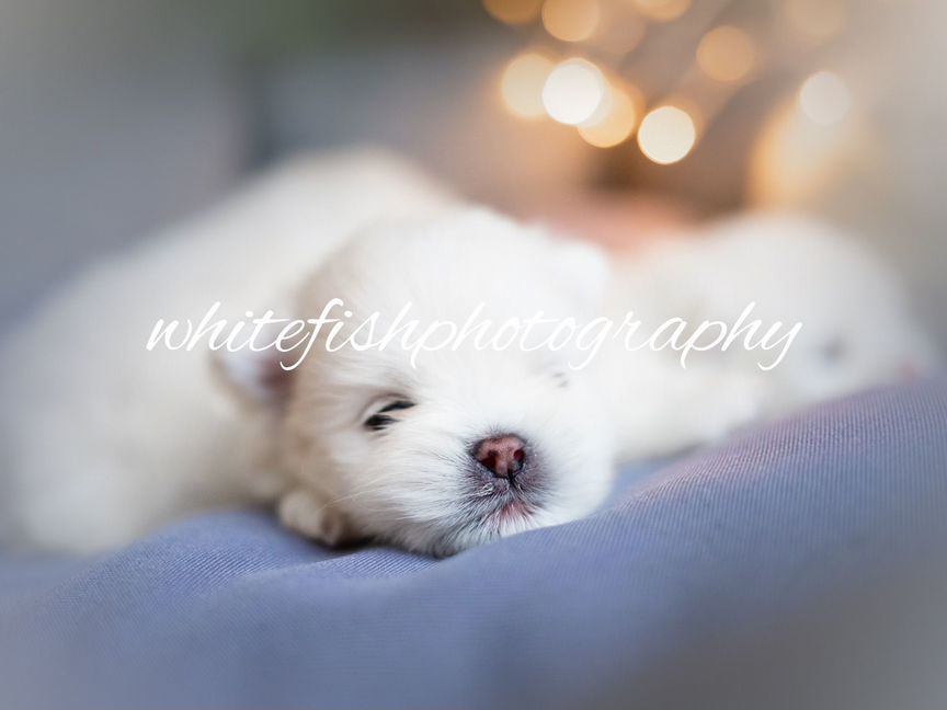 Шикарные щенки померанского шпица