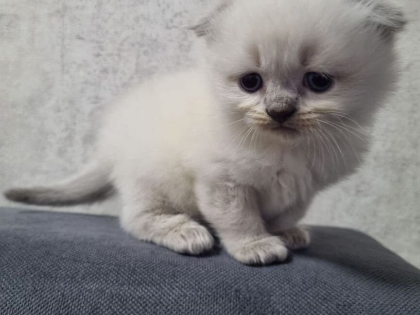Шикарные медвежата котята