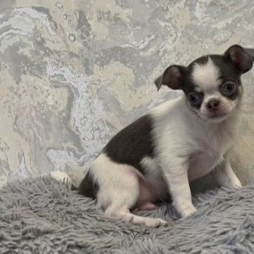 Чухуаху мини щенок
