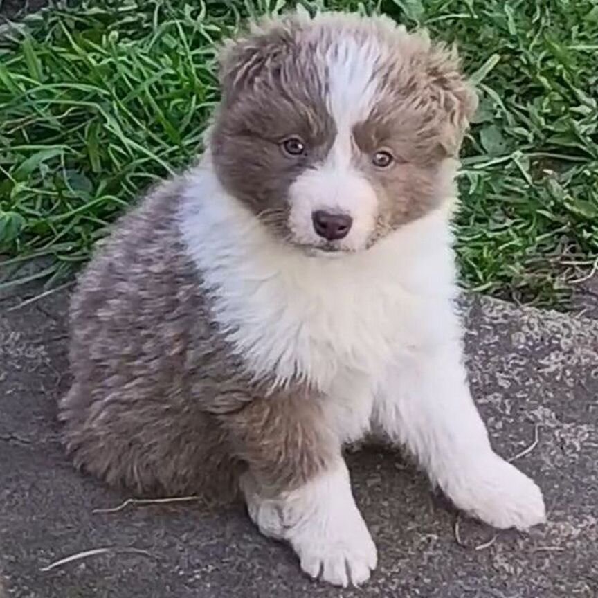 Бордер-колли, щенок